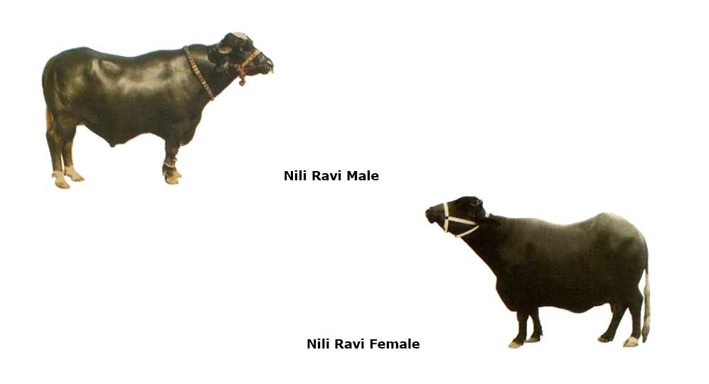 Pakistan Meat - International Food & Agriculture Exhibition