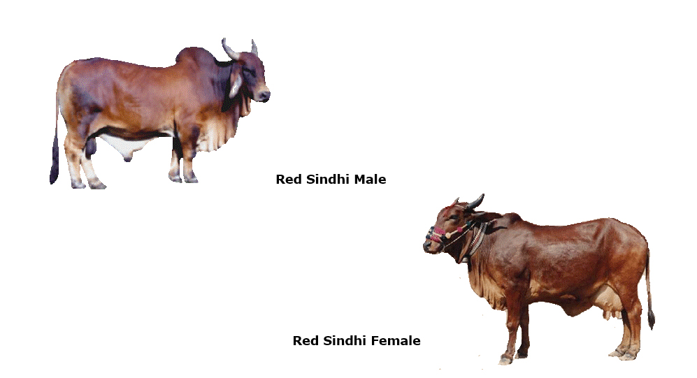 Pakistan Meat - International Food & Agriculture Exhibition