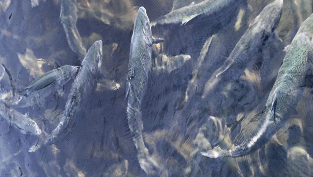 Pakistan Seafood - International Food & Agriculture Exhibition